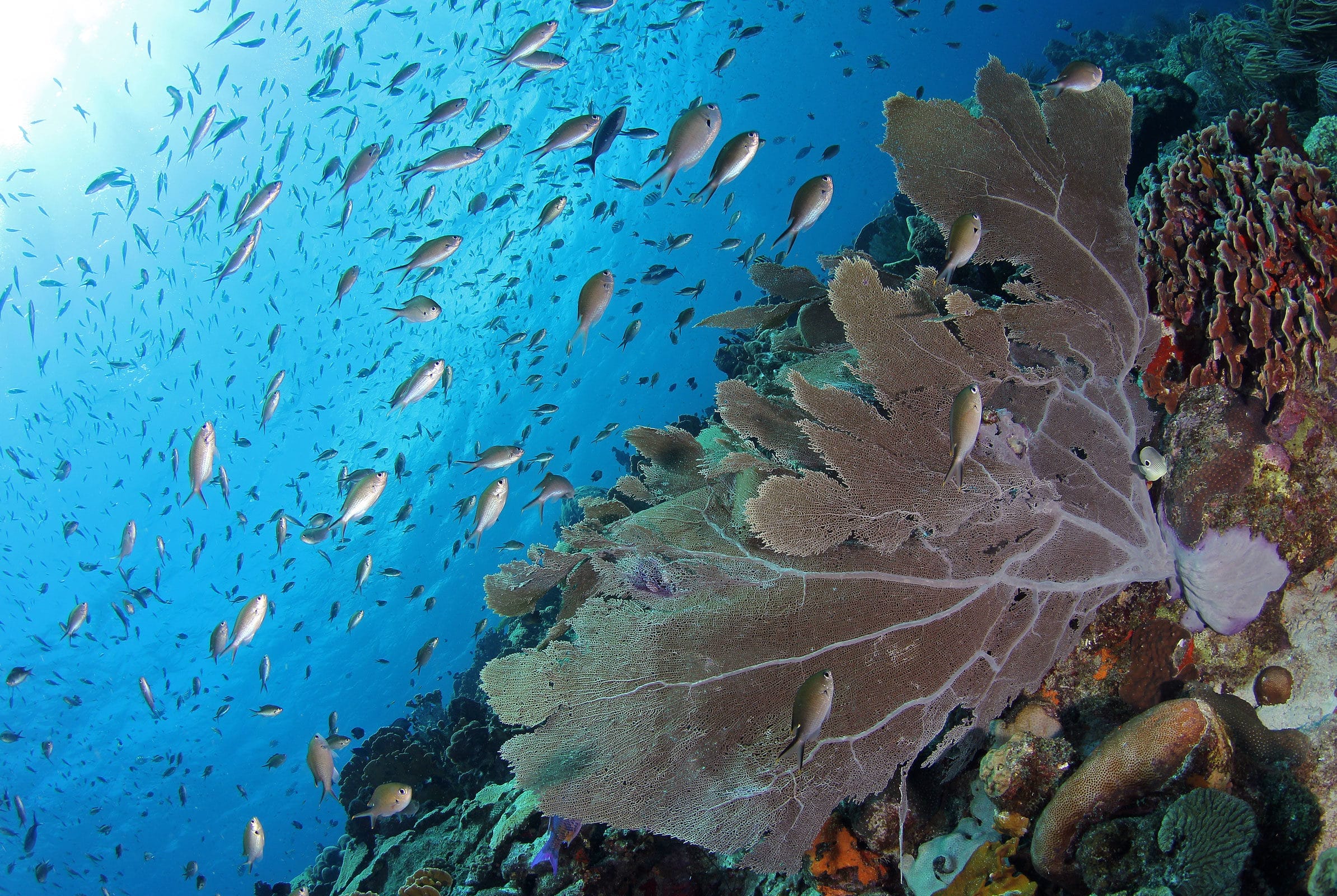 From Reefs to Wrecks: Top Curaçao Diving and Snorkeling Hotspots ...